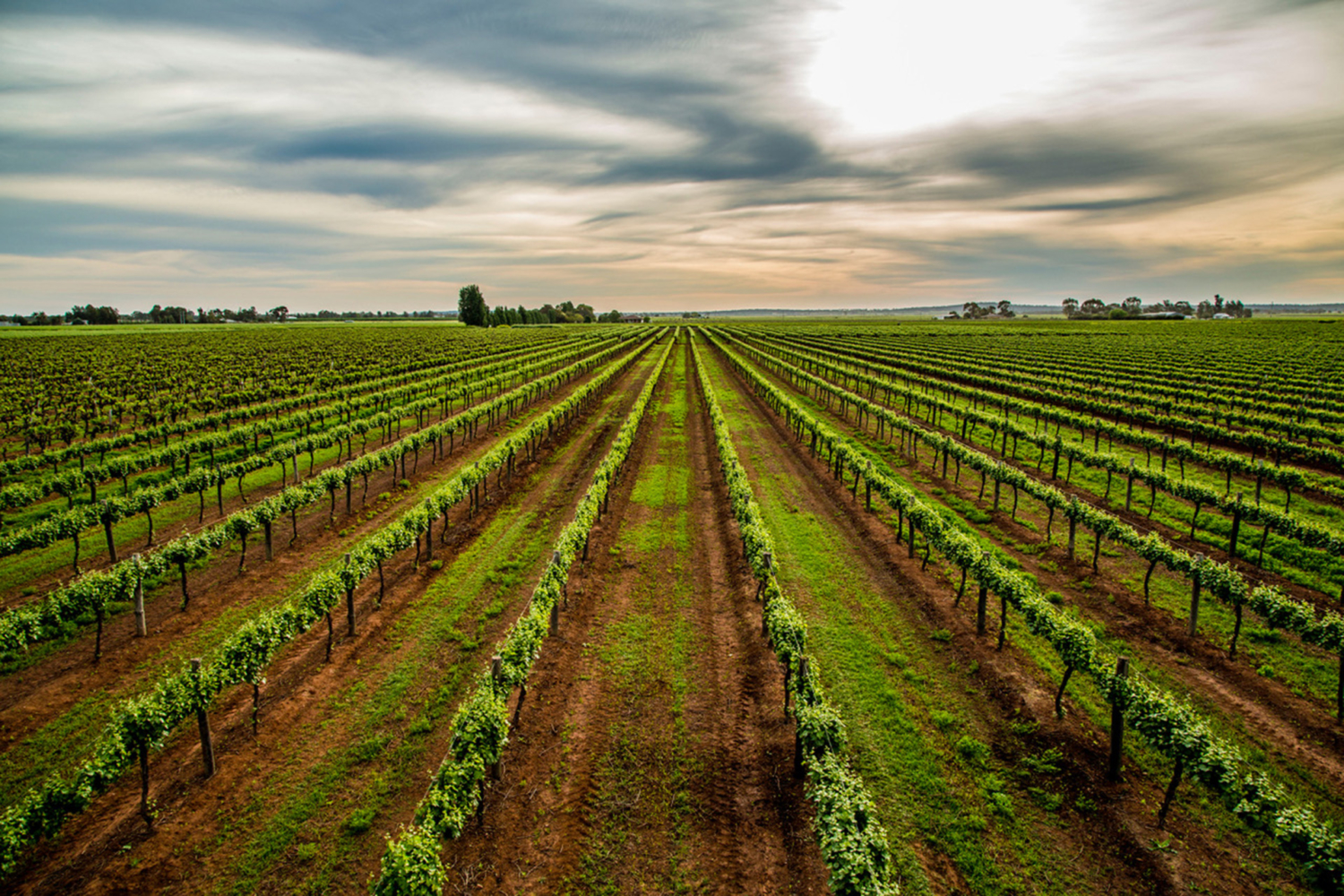 Cost-Effective Bio-Agri Inputs for Crop Nutrition & Soil Health - Converte