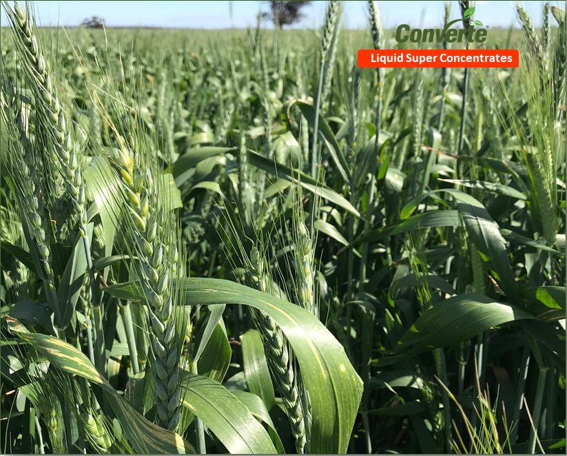 Cost-Effective Bio-Agri Inputs for Crop Nutrition & Soil Health - Converte